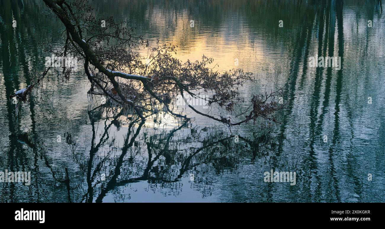 Black alder branch on the banks of the lahn hi-res stock photography ...