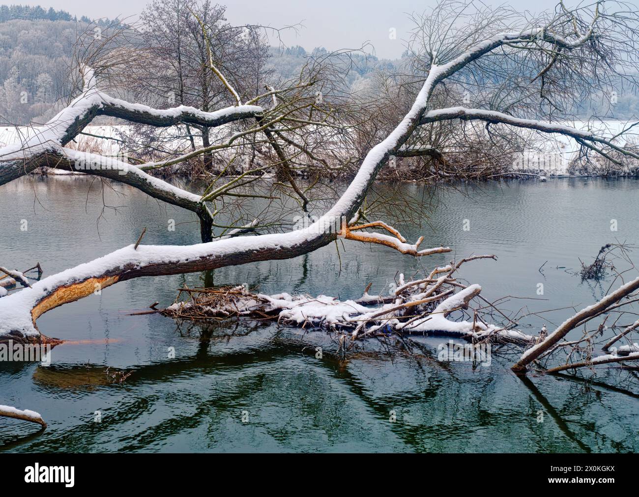 Broken willow tree with beaver tracks hi-res stock photography and ...