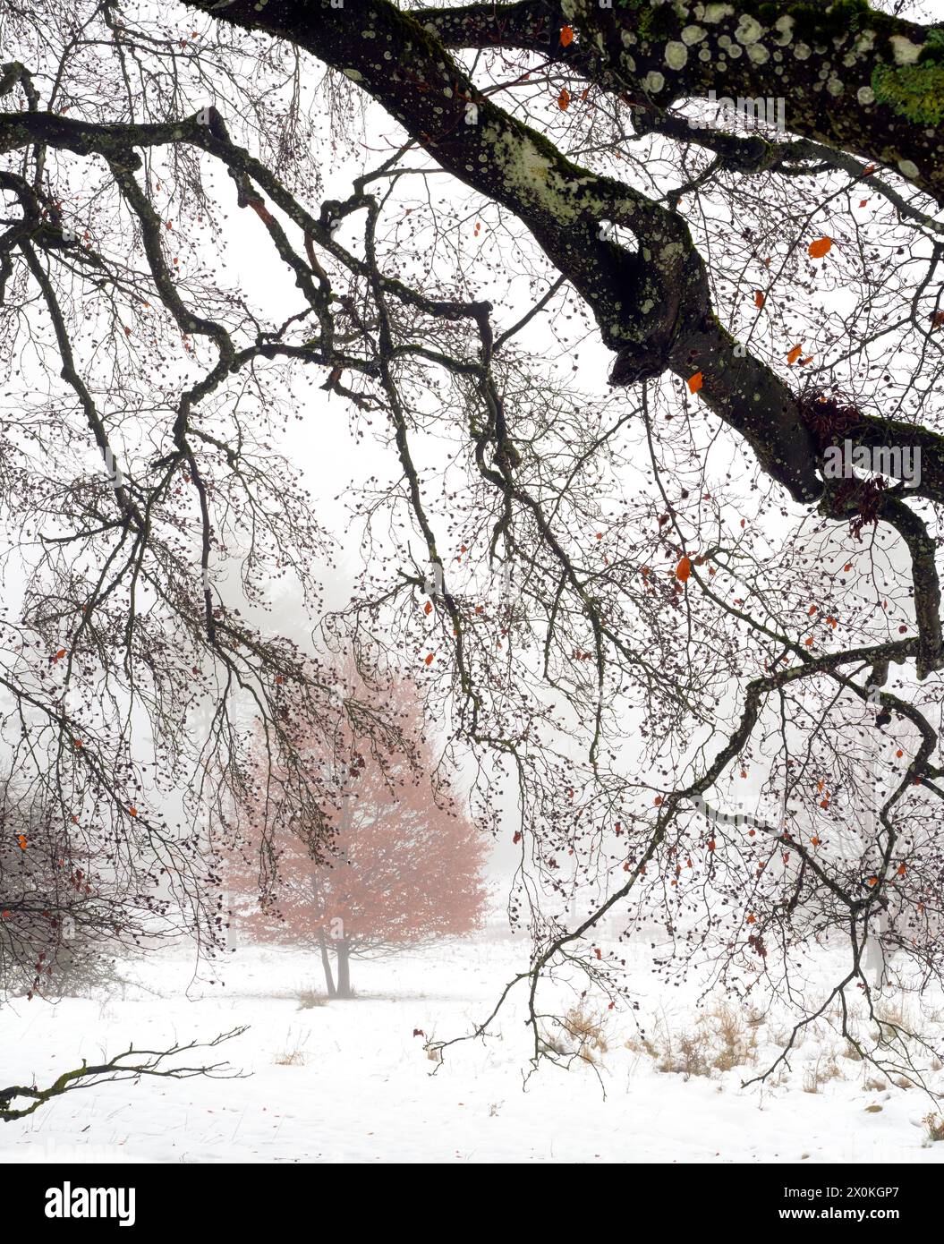 Europe, Germany, Hesse, Westerwald, Lahn-Dill-Bergland Nature Park ...
