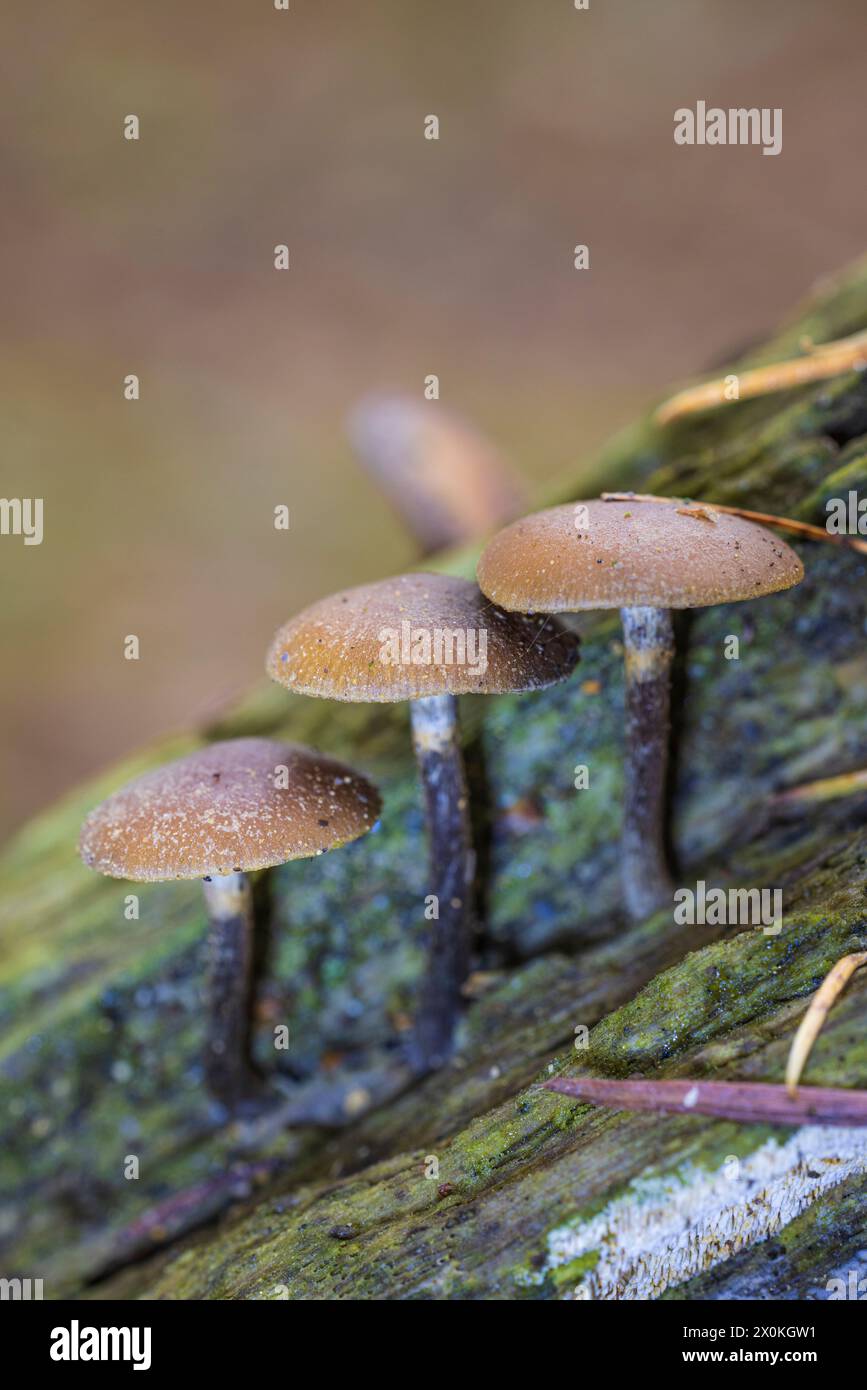 Inconspicuous mushrooms hi-res stock photography and images - Alamy