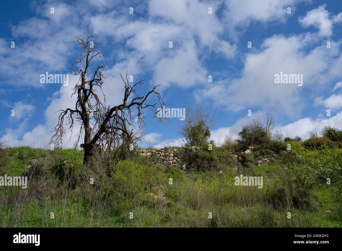 A dead old almond tree next to an ancient stone wall, on the green ...