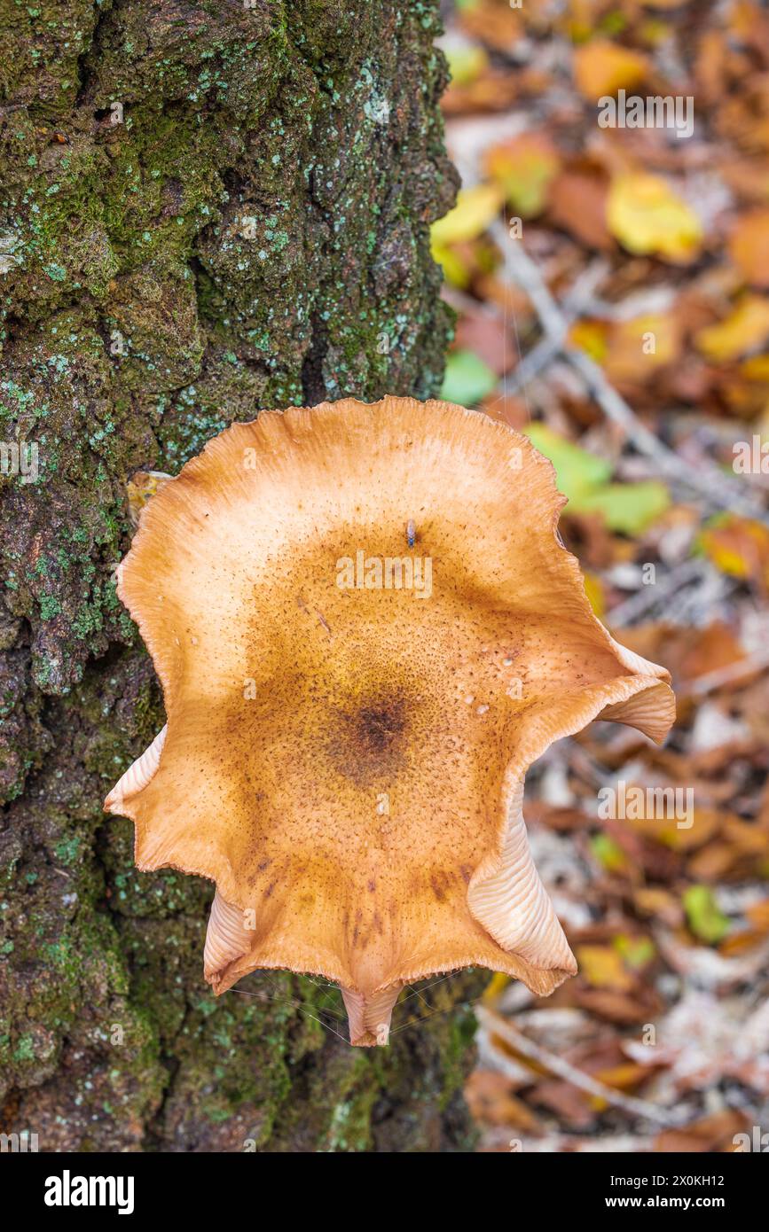 Inconspicuous mushrooms hi-res stock photography and images - Alamy