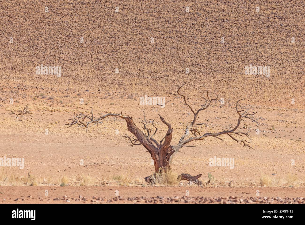 Picture of a dead acacia tree in a dry desert landscape in Namibia ...