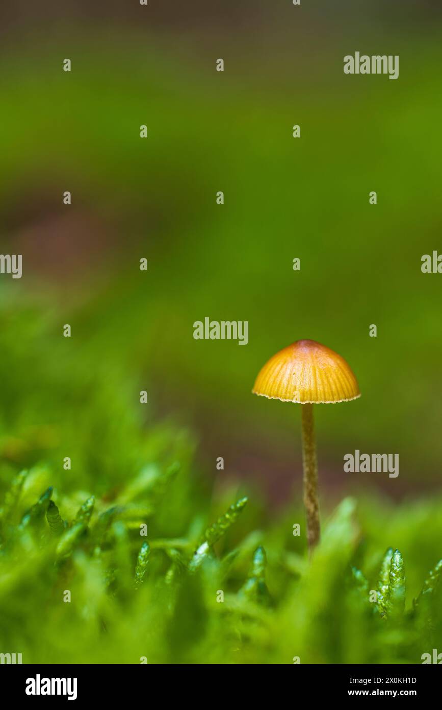 Inconspicuous mushrooms hi-res stock photography and images - Alamy
