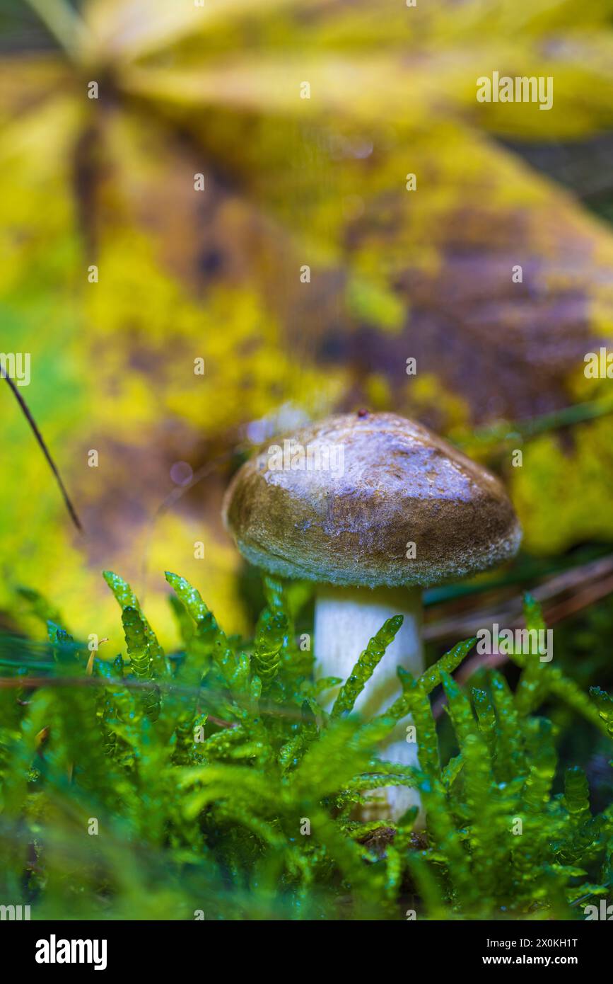 The world of the inconspicuous hi-res stock photography and images - Alamy