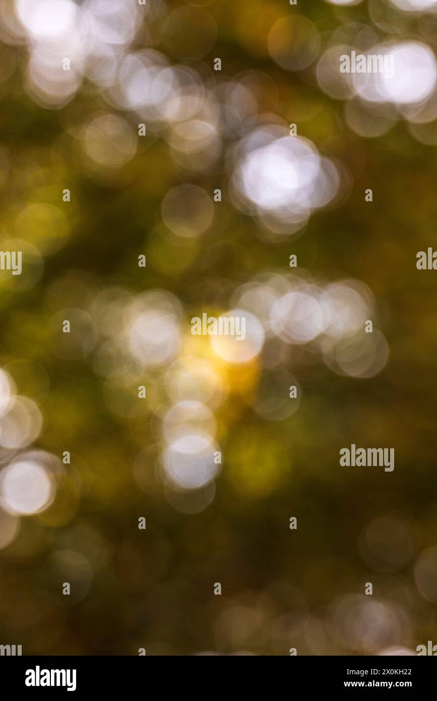Defocused abstract nature background with leaves and bokeh lights from ...