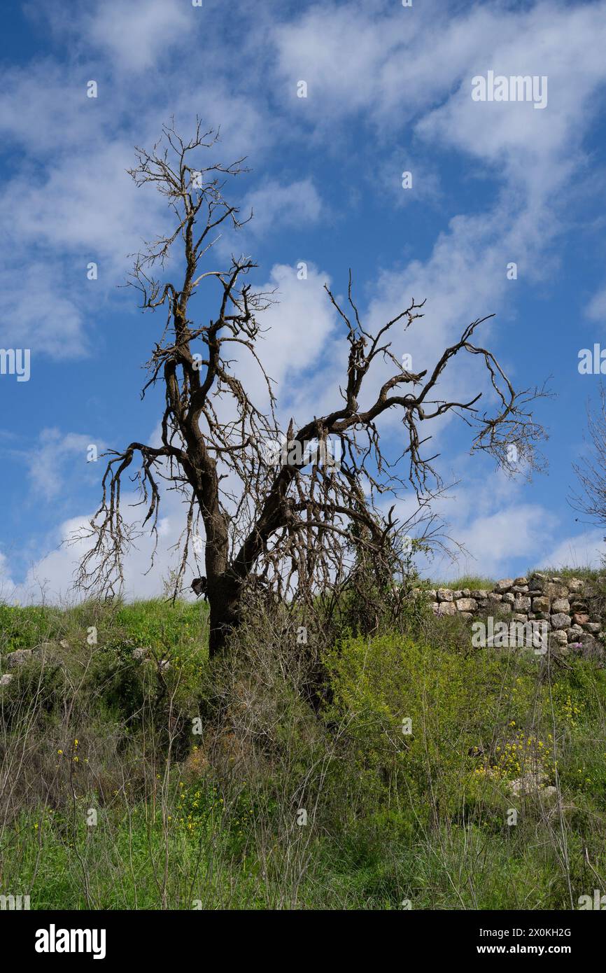 A dead old almond tree next to an ancient stone wall, on the green ...