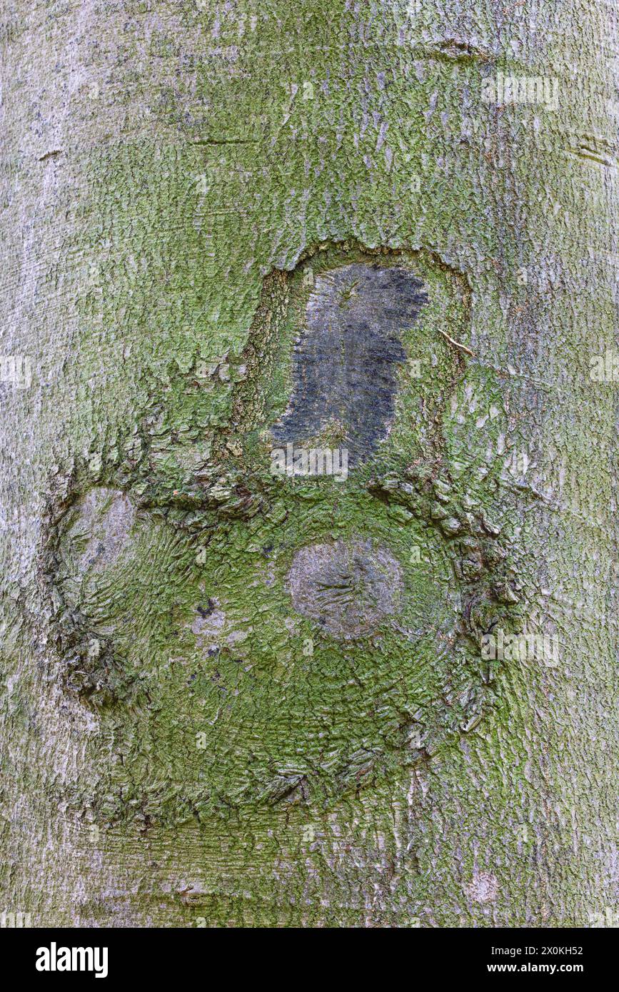 Tree trunk, symbol, nature gives us the middle finger Stock Photo - Alamy