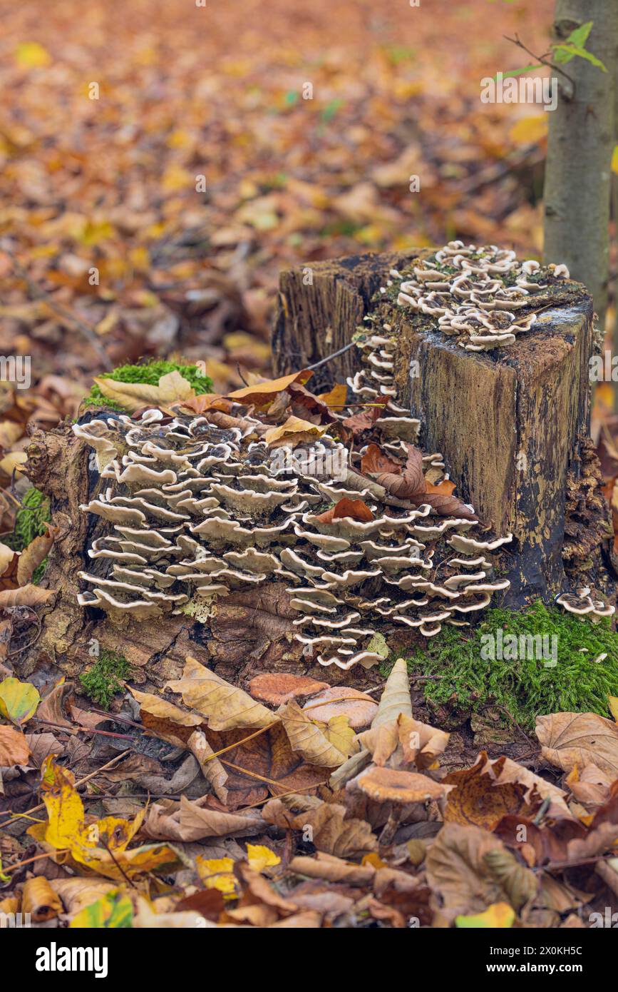 Rainbow bracket (Trametes versicolor) on dead wood Stock Photo - Alamy