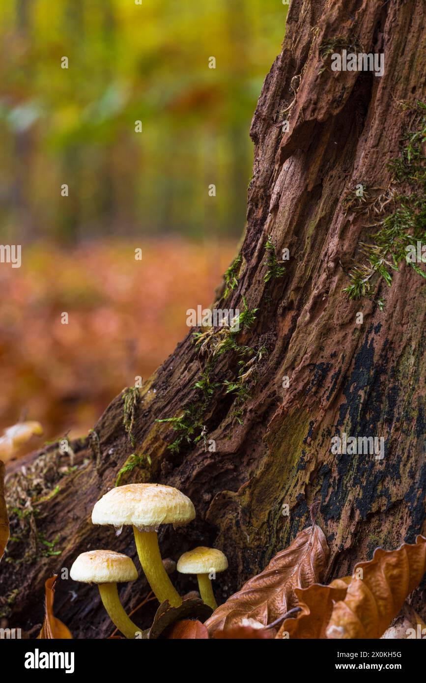 Inconspicuous hi-res stock photography and images - Alamy