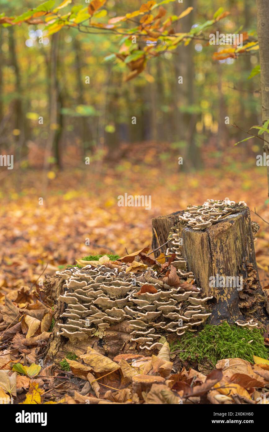 Rainbow bracket (Trametes versicolor) on dead wood Stock Photo - Alamy