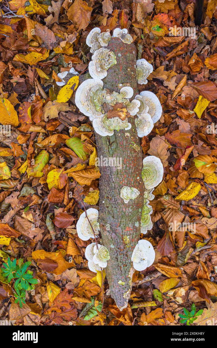 Rainbow bracket (Trametes versicolor) on dead wood Stock Photo - Alamy