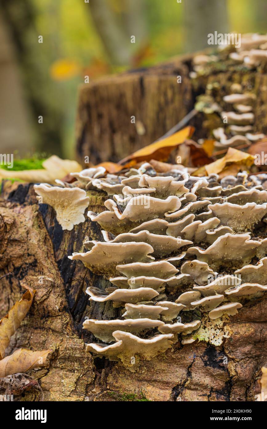 Rainbow bracket (Trametes versicolor) on dead wood Stock Photo - Alamy
