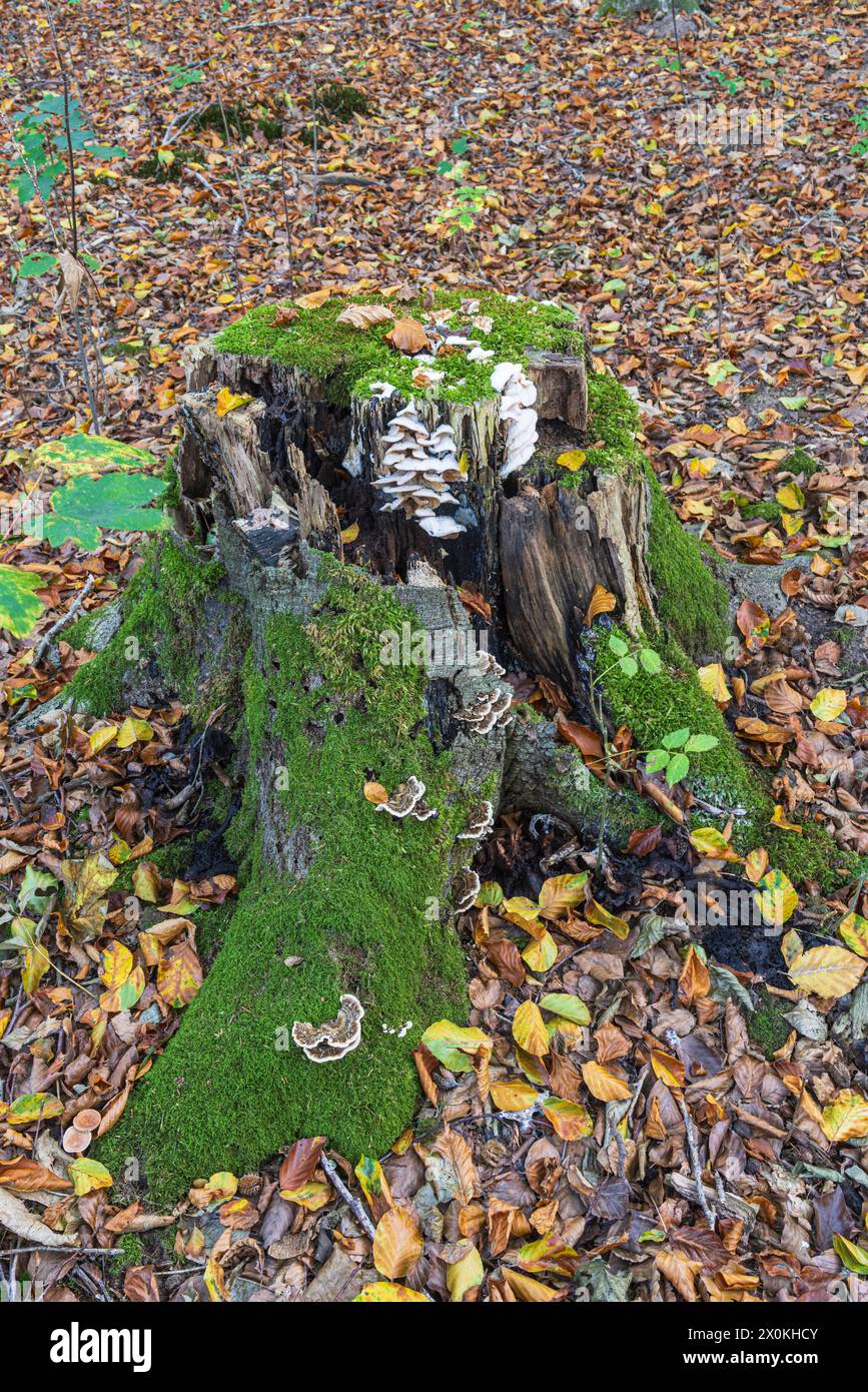 Rainbow bracket (Trametes versicolor) on dead wood Stock Photo - Alamy