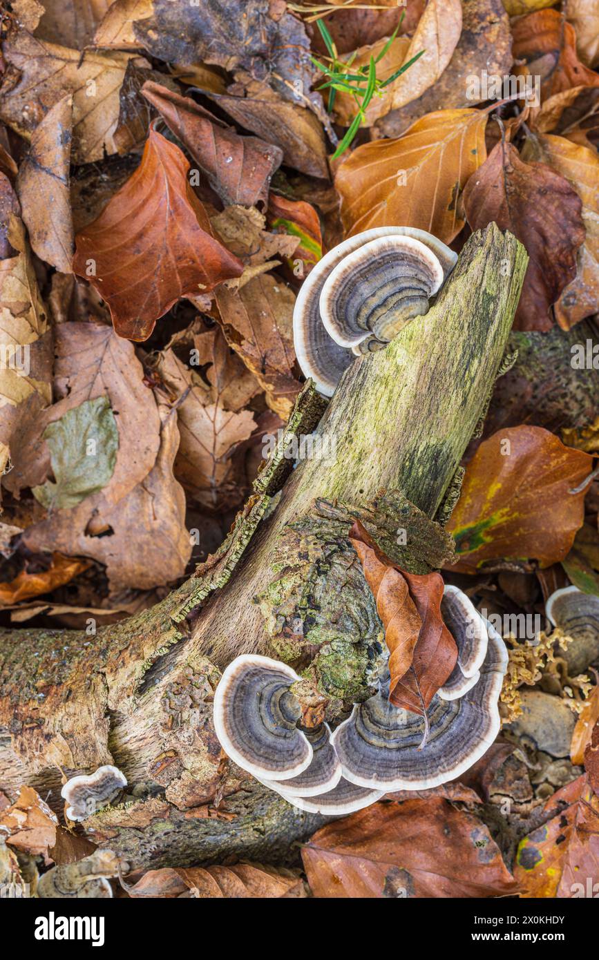 Rainbow bracket (Trametes versicolor) on dead wood Stock Photo - Alamy