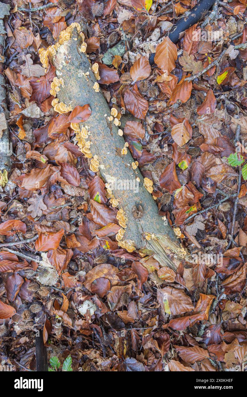 Rainbow bracket (Trametes versicolor) on dead wood Stock Photo - Alamy