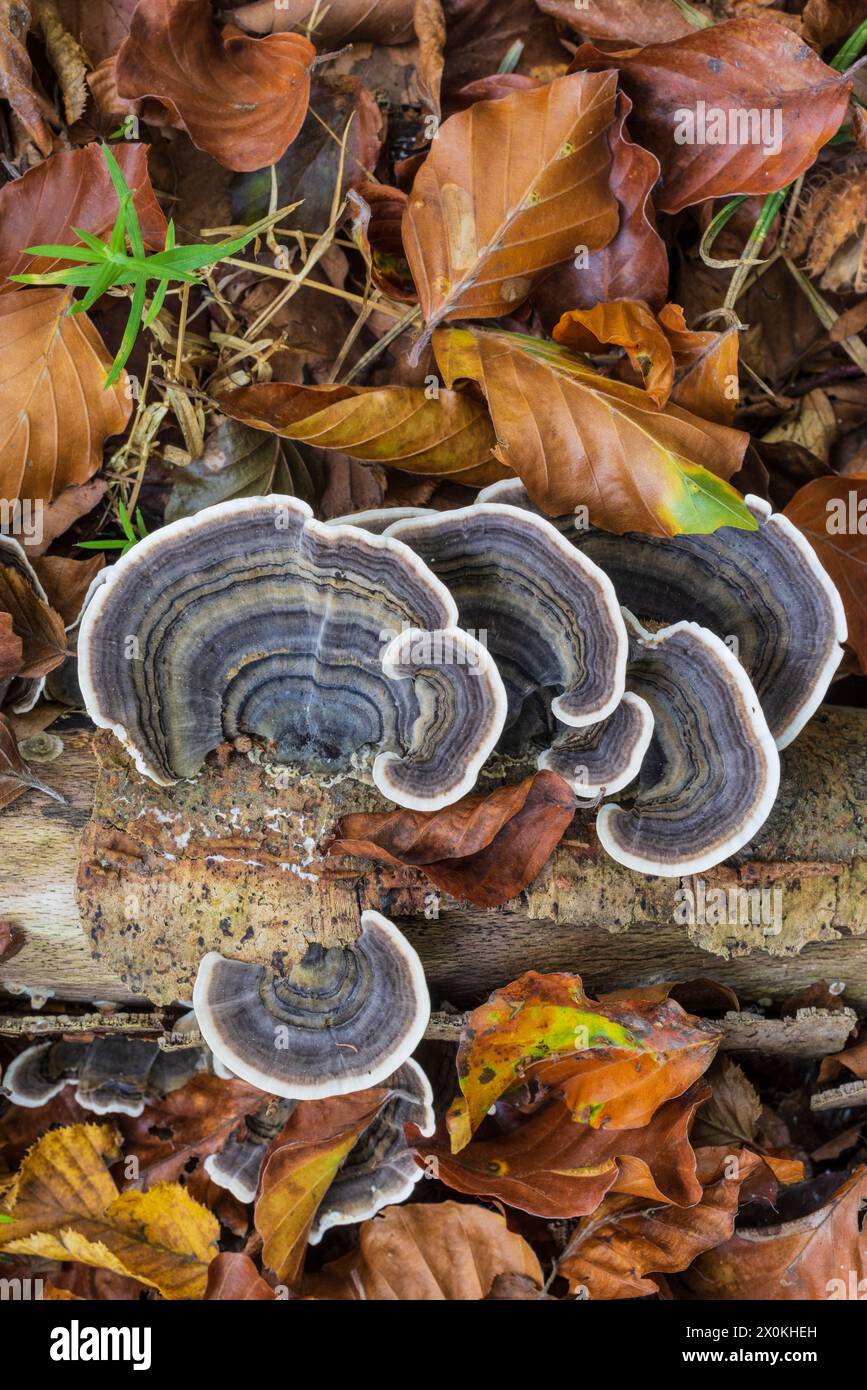 Rainbow bracket (Trametes versicolor) on dead wood Stock Photo - Alamy