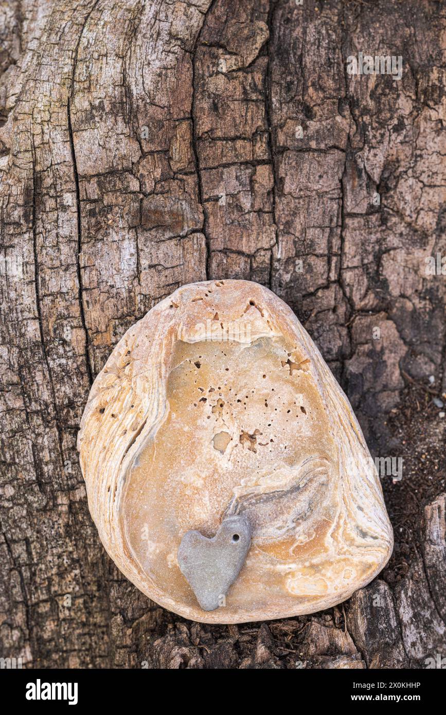 Heart-shaped stone in a mussel shell, flotsam and jetsam, still life ...