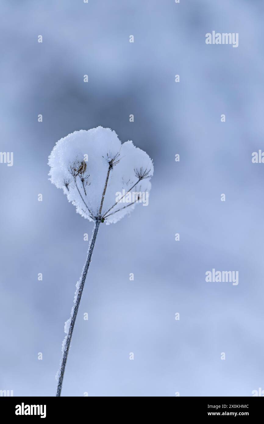 dried flower umbel with snow cap, Germany Stock Photo - Alamy
