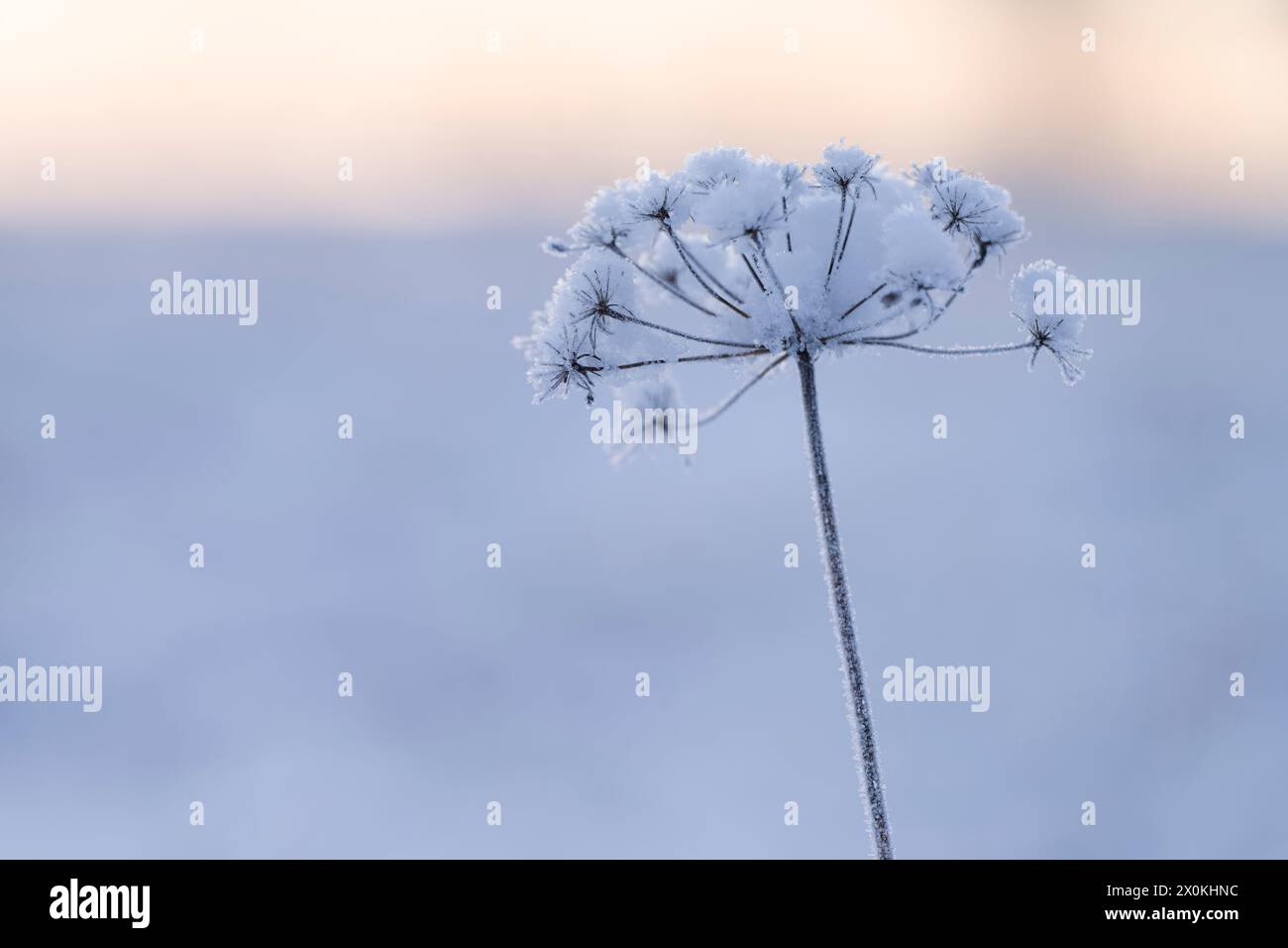 Dried flower umbel with snow cap hi-res stock photography and images ...