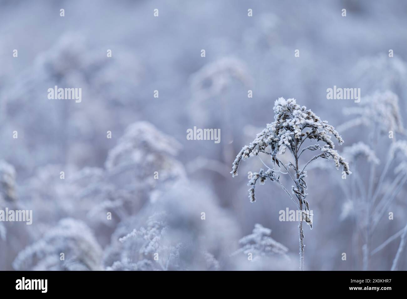 Hoarfrost covered seed heads of canadian goldenrod solidago canadensis ...