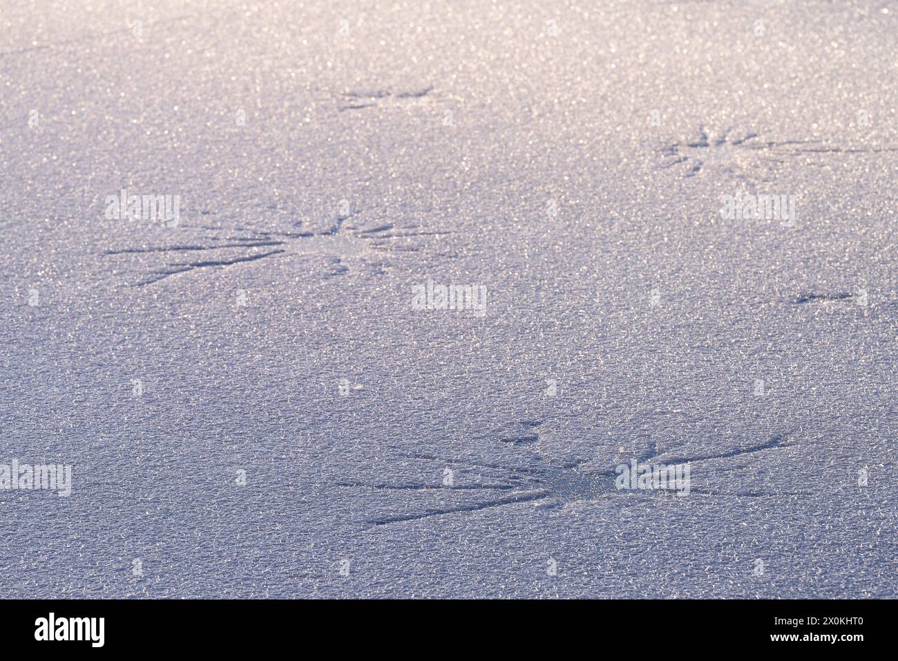 star-shaped cracks in the ice and fine ice crystals on a frozen lake ...