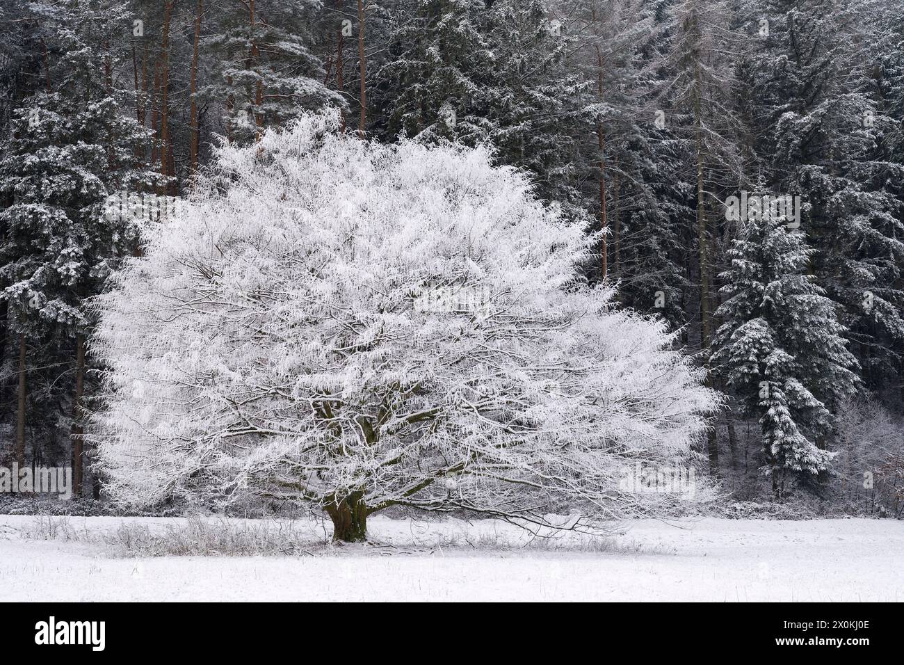 Hornbeam (Carpinus betulus) with snow and hoarfrost in front of ...