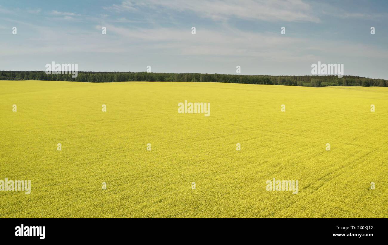 Blue sky above a mustard field in rural Idaho, USA. Yellow mustard ...