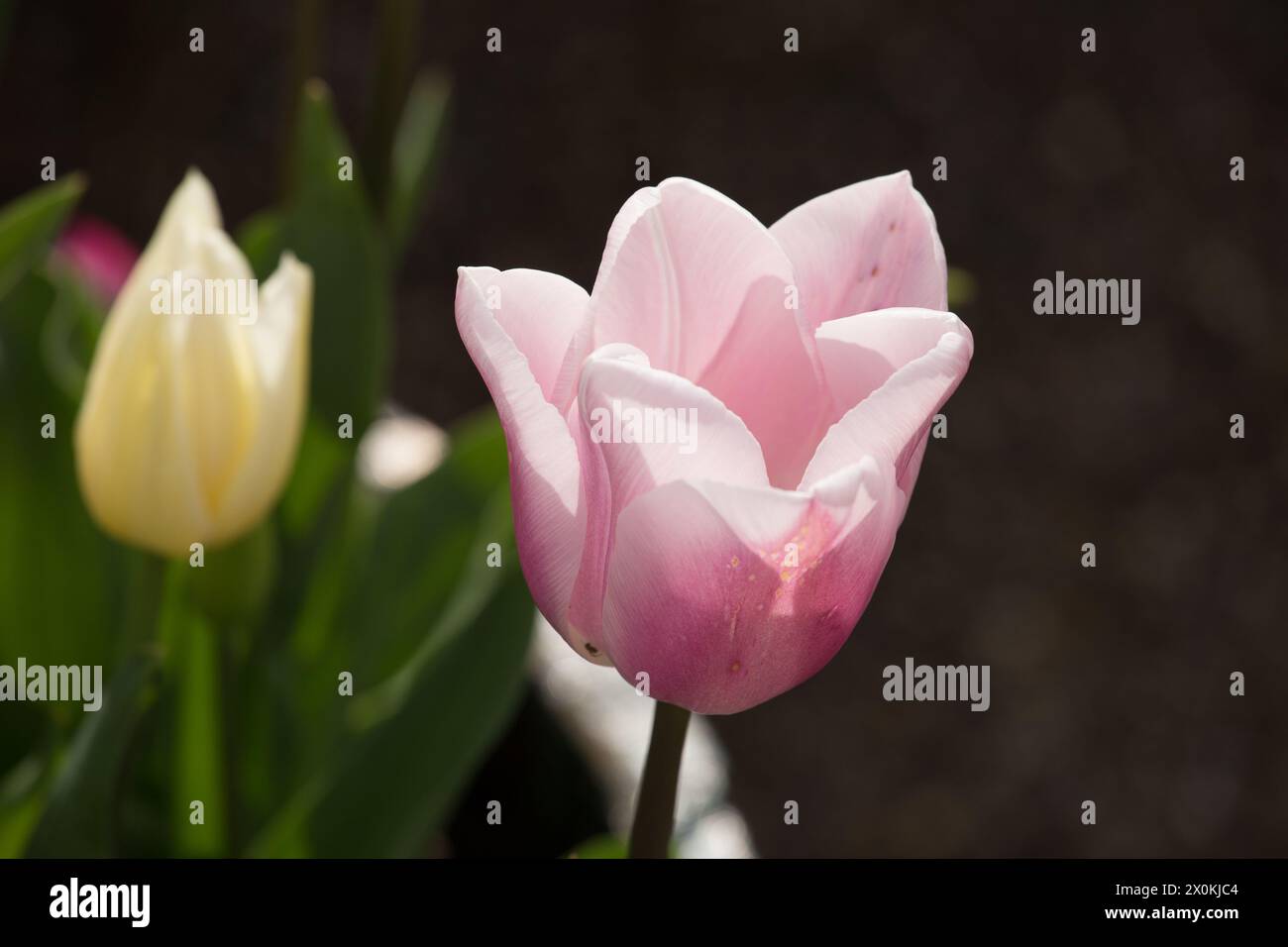 Exciting flowers hi-res stock photography and images - Alamy