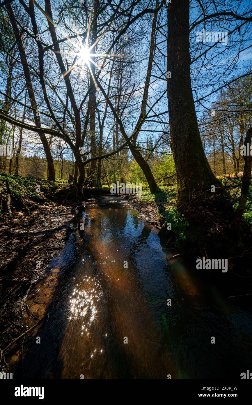 The sunlight filters through the branches of the trees in the field ...