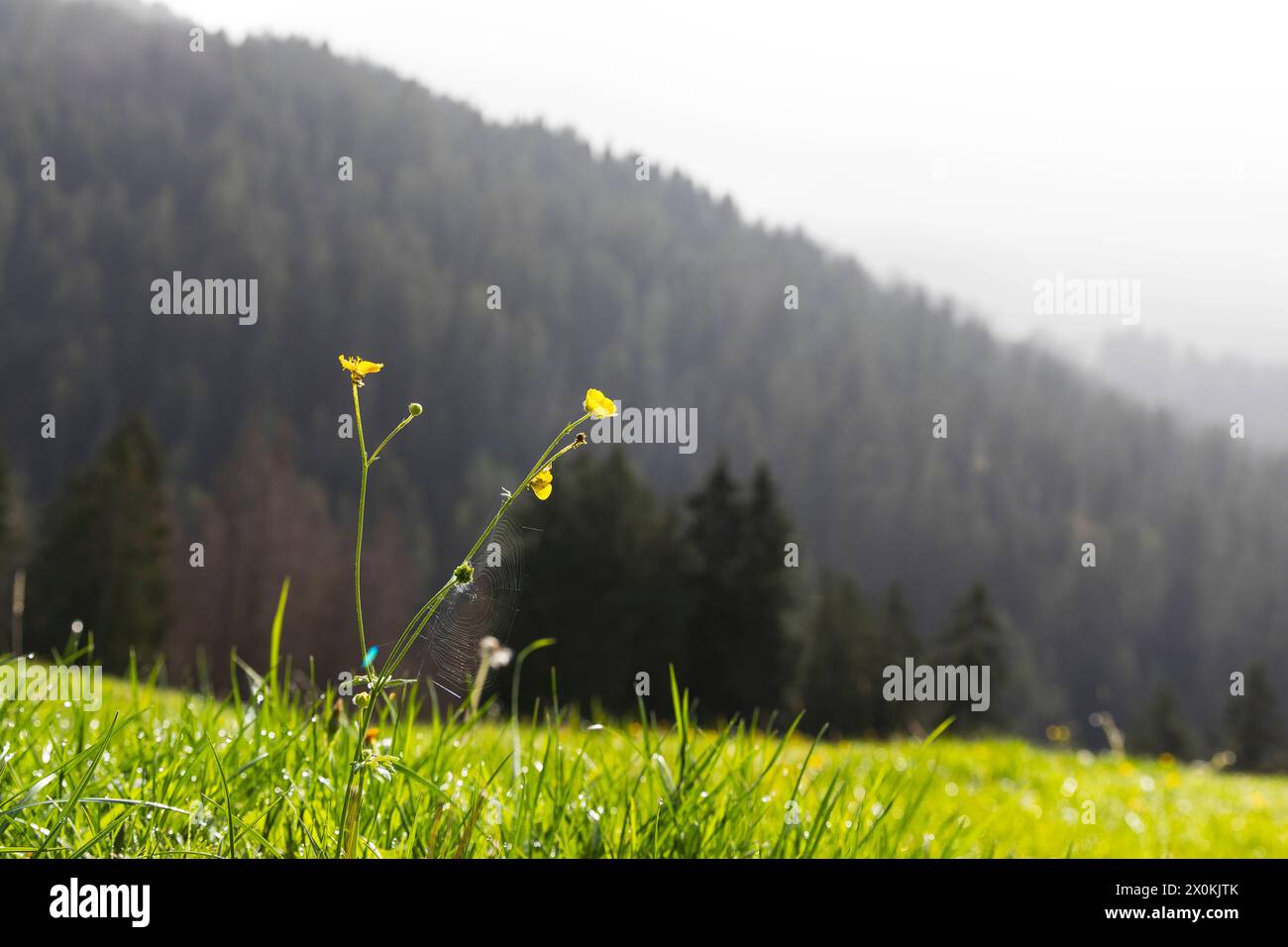 auf der Almwiese blüht noch eine Butterblume Ranunculus acris in der ...