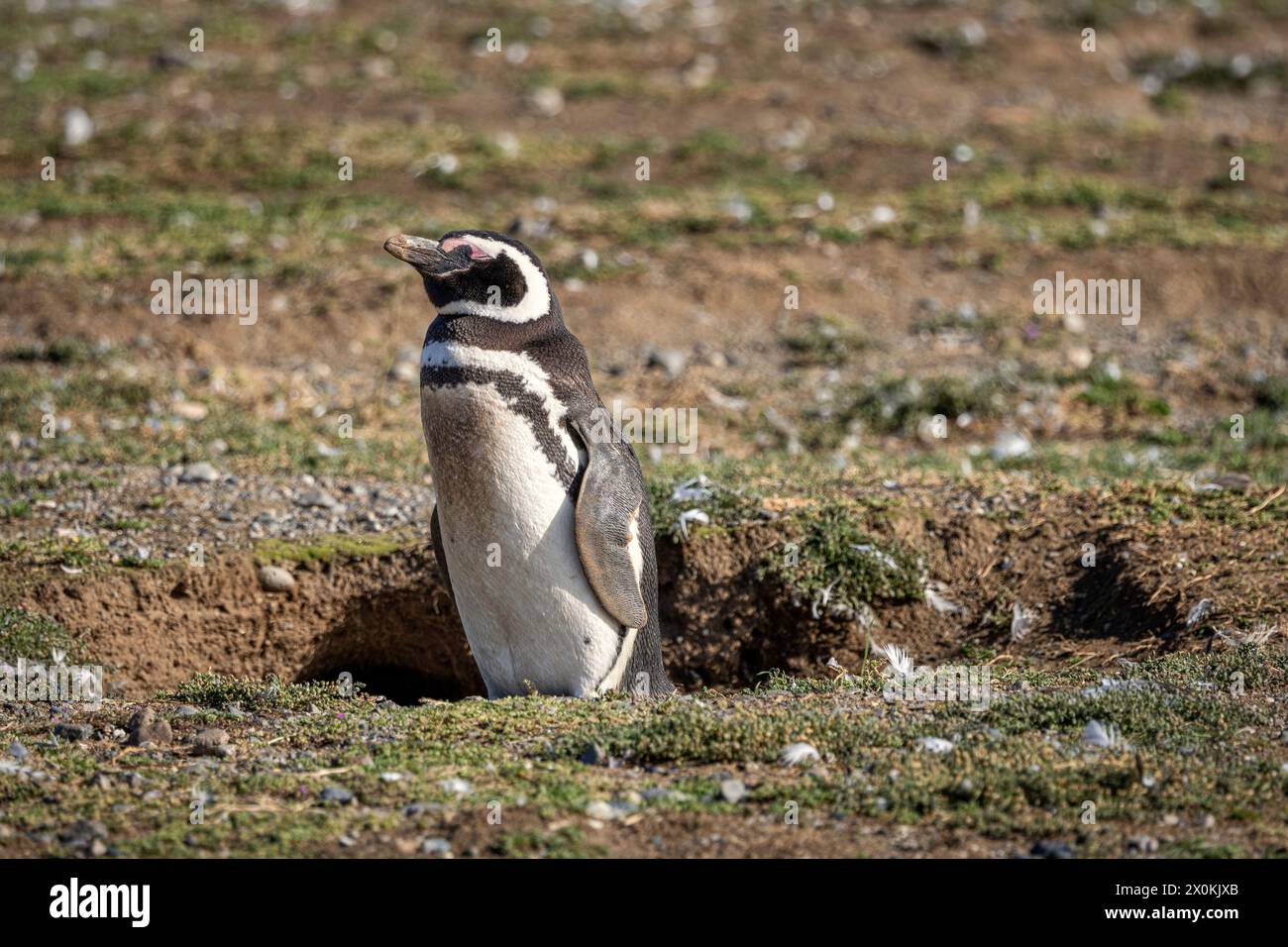 Magellanic penguin in nesting cave. Isla Magdalena, Magallanes y la ...