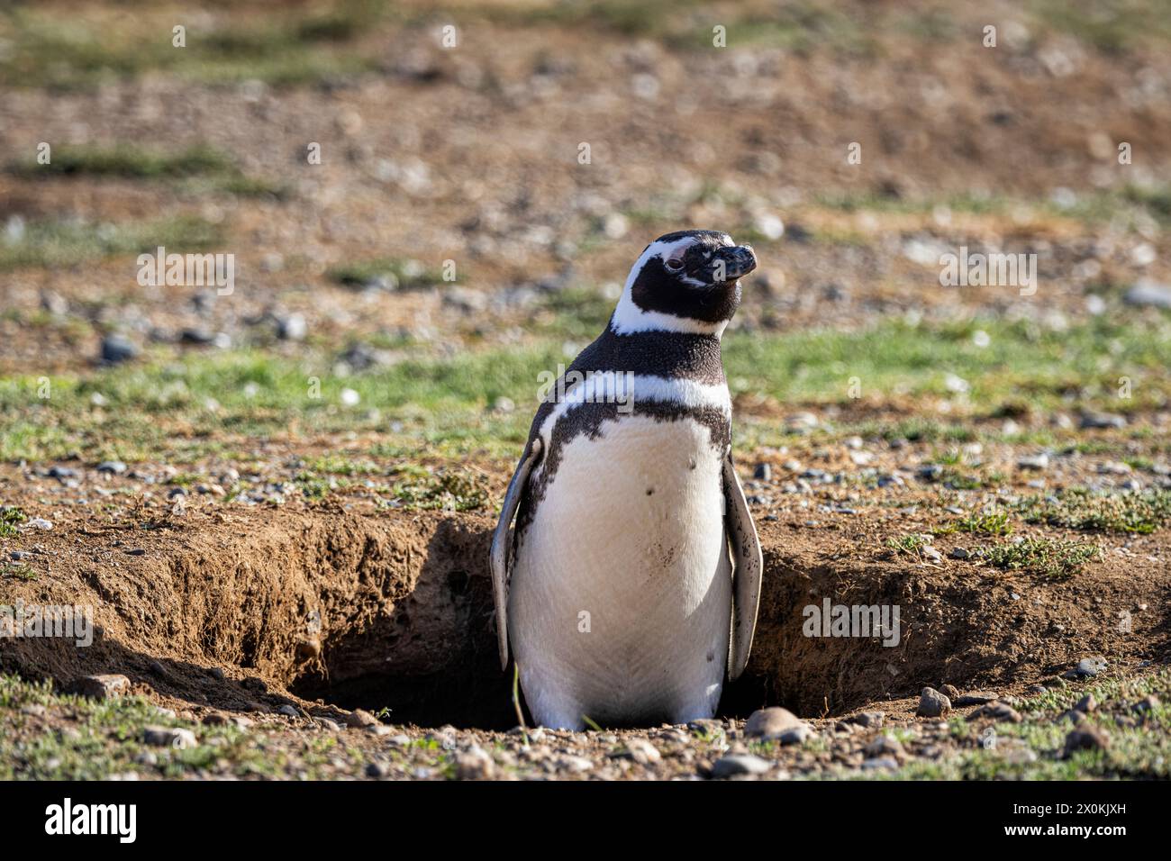 Magellanic penguin in nesting cave. Isla Magdalena, Magallanes y la ...