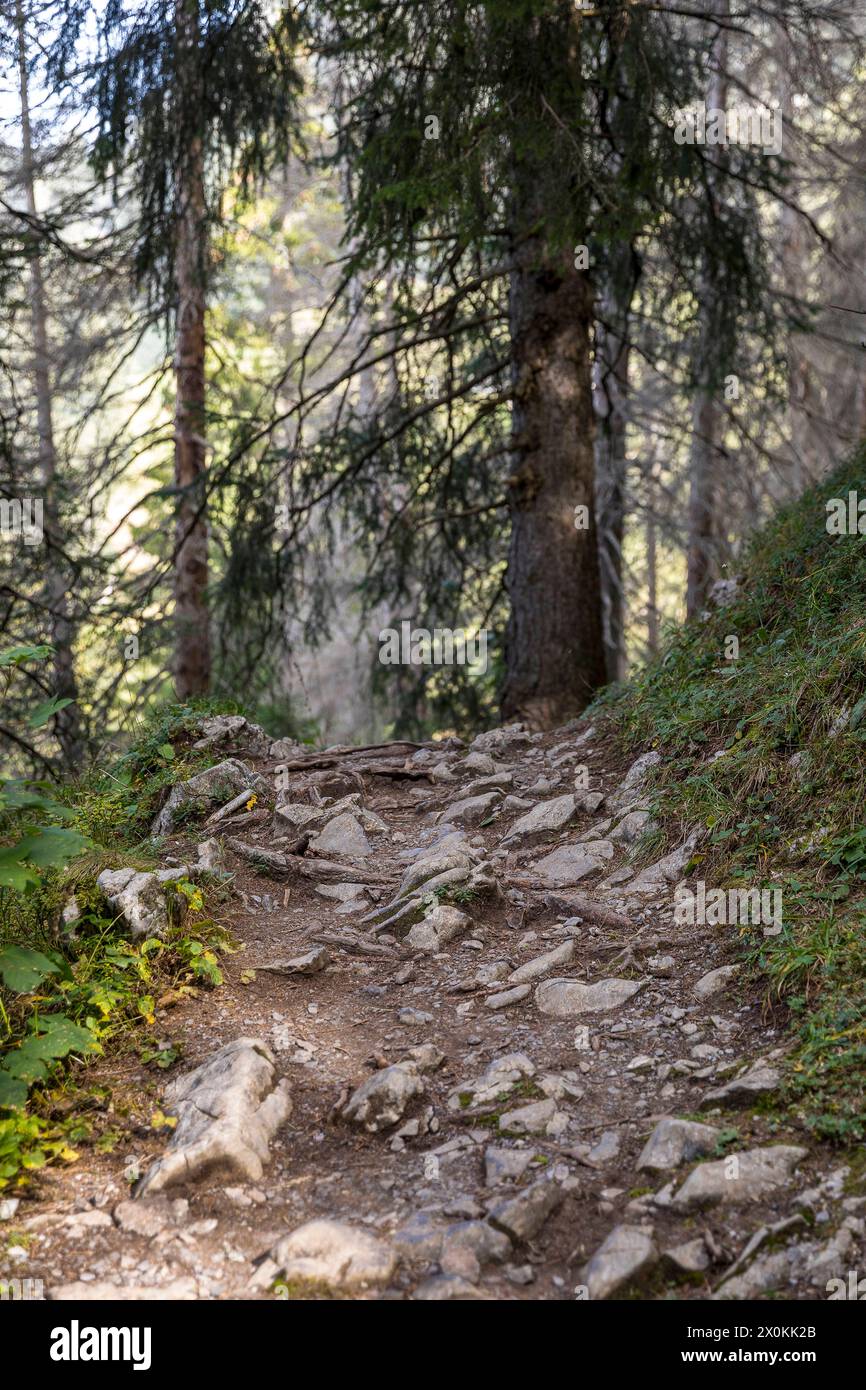 steiniger Wanderweg am Gulmen zwischen Bäumen, Amden, St. Gallen ...