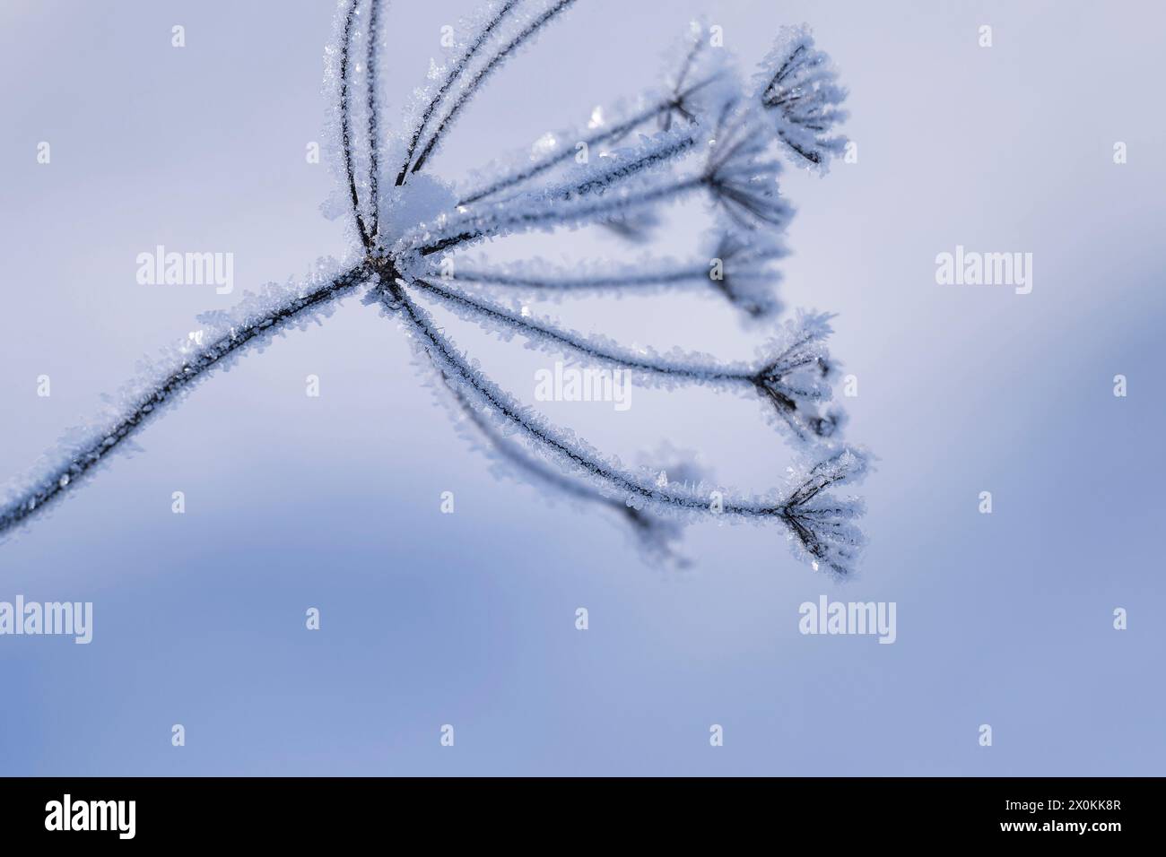 Fine ice crystals on a dried flower umbel hi-res stock photography and ...