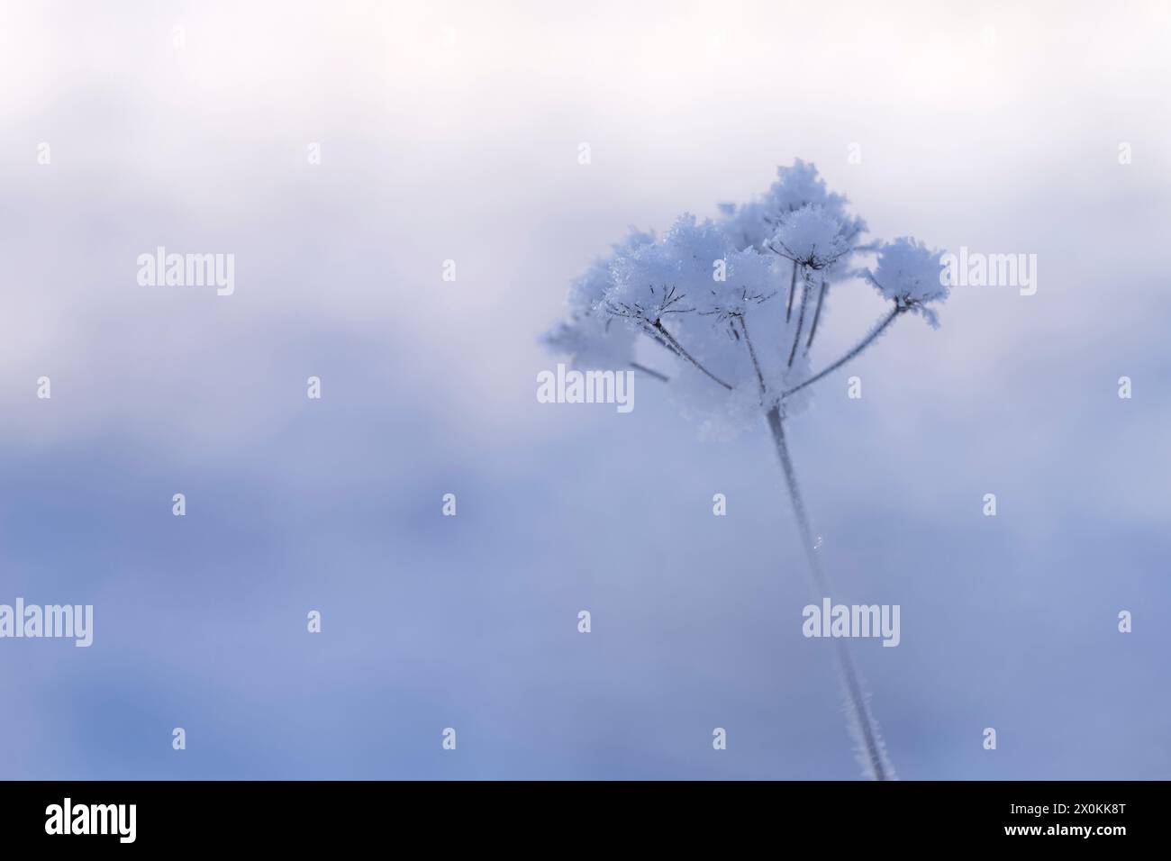 Dried flower umbel with snow cap hi-res stock photography and images ...