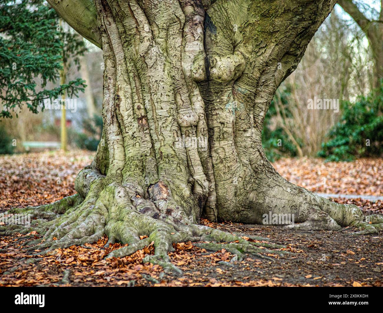 Old massive tree hi-res stock photography and images - Alamy
