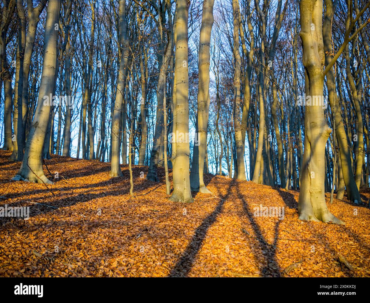 Winter landscape in Schleswig-Holstein Stock Photo - Alamy