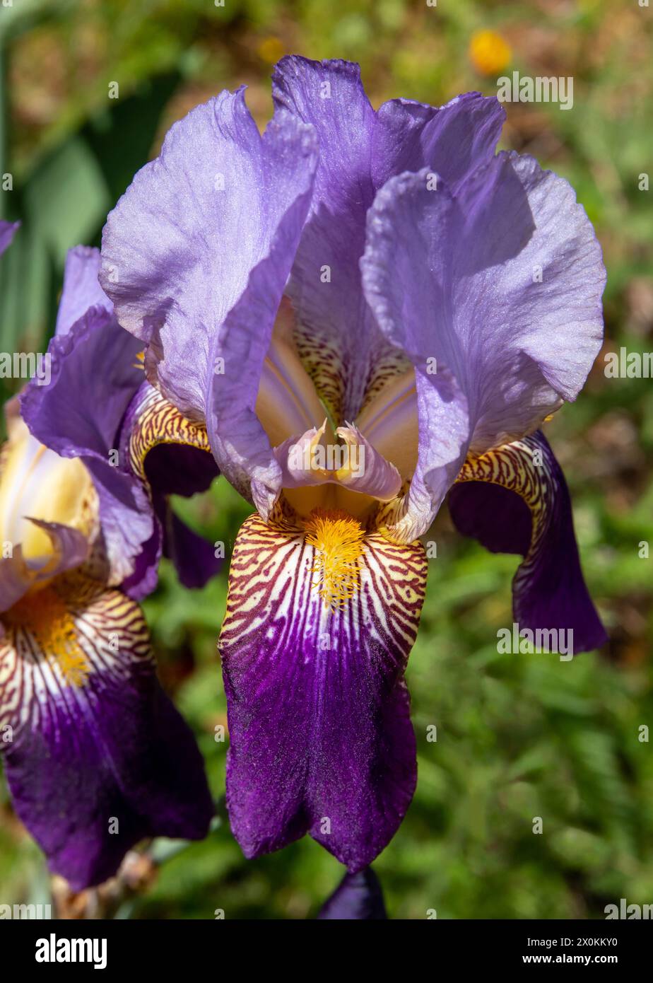 Horticiulture hi-res stock photography and images - Alamy