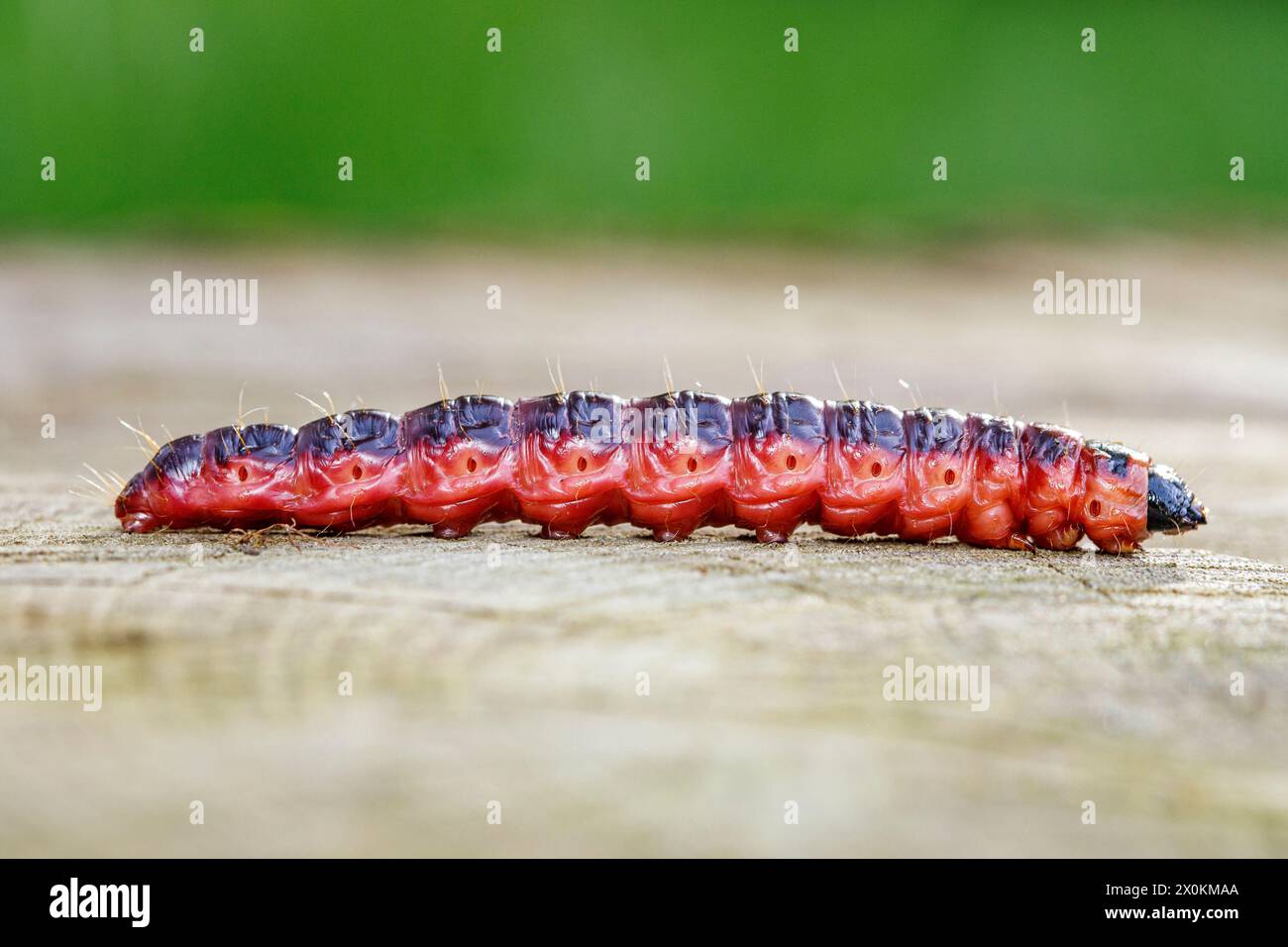 Caterpillar of the european goat moth (Cossus cossus Stock Photo - Alamy