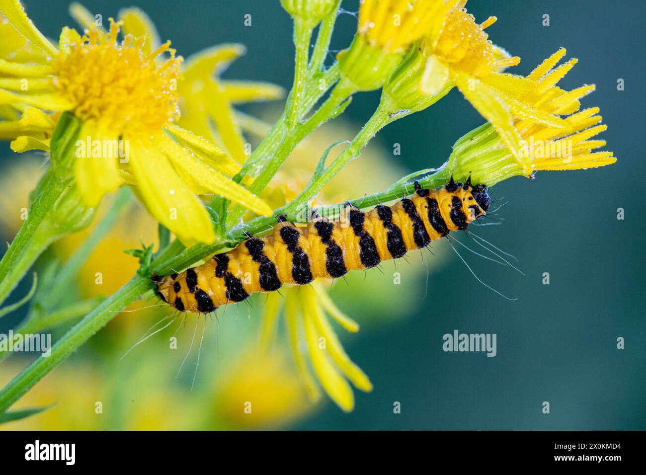 Cinnabar tyria jacobaeae caterpillar hi-res stock photography and ...