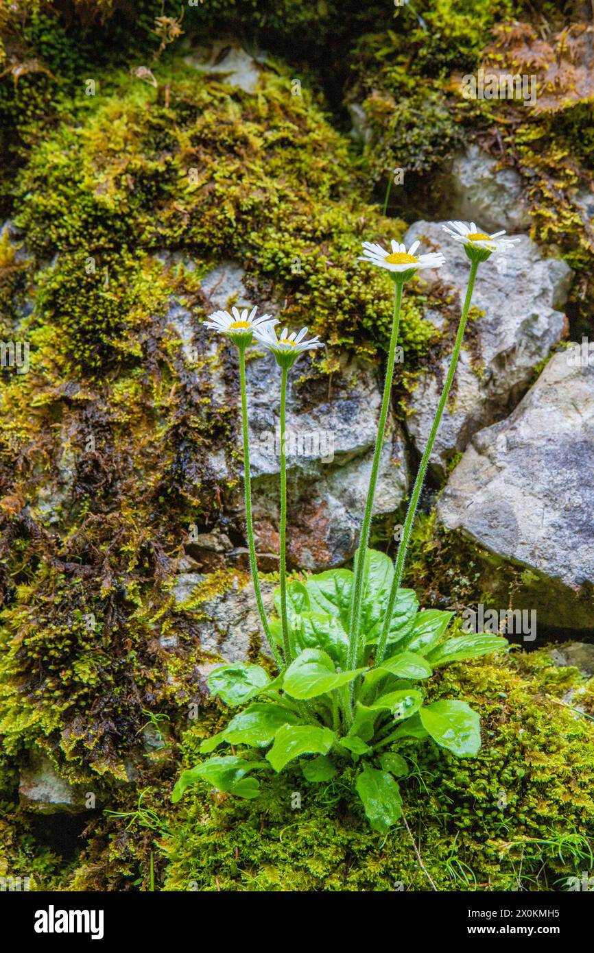 Wild daisy flowers in Berchtesgaden National Park, Berchtesgadener Land ...
