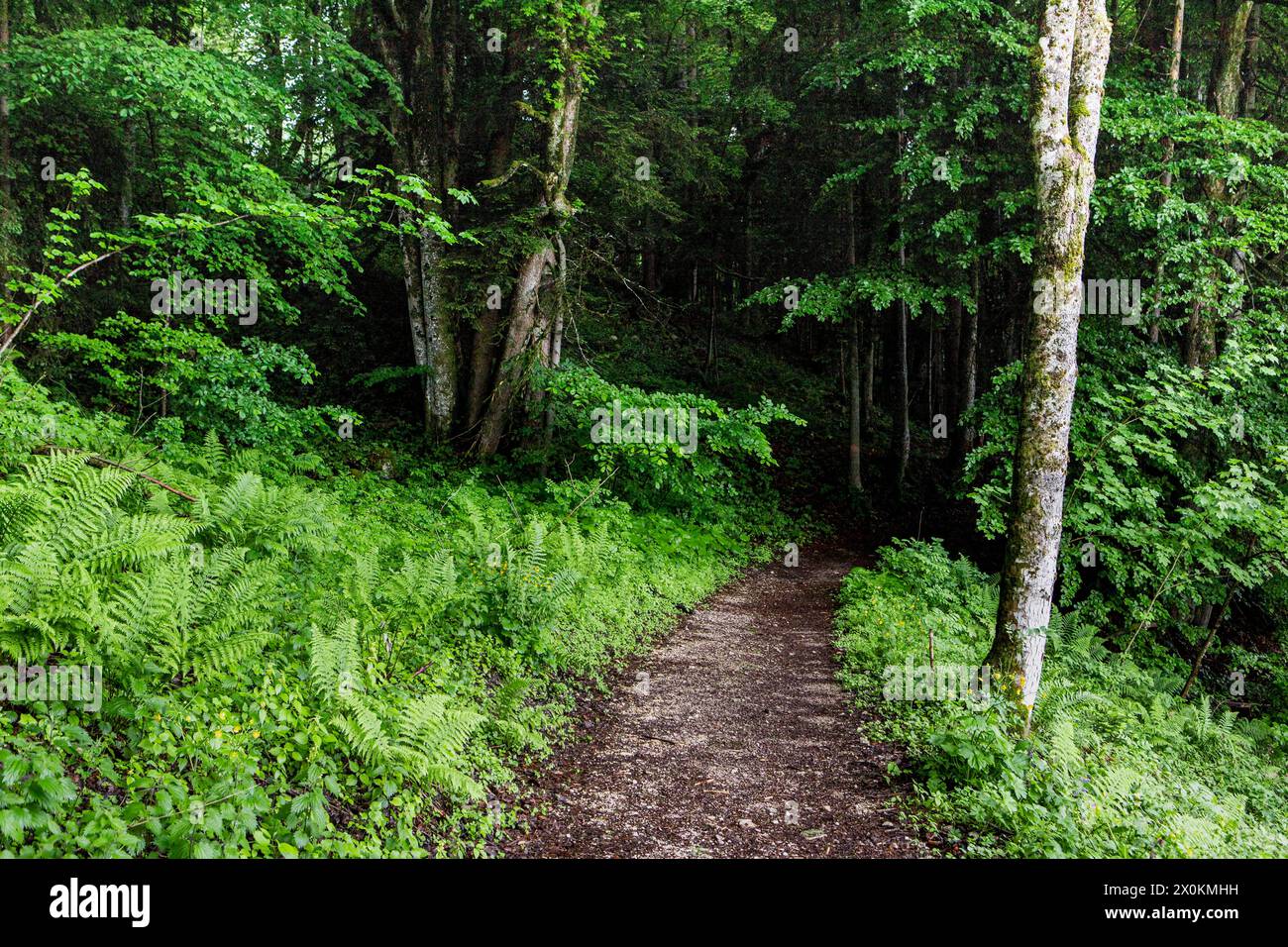 Hiking trail in Berchtesgaden National Park, Berchtesgadener Land ...