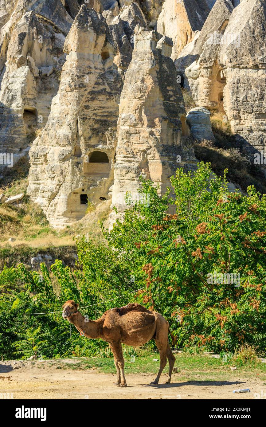 Camel in Cappadocia, Turkey Stock Photo - Alamy