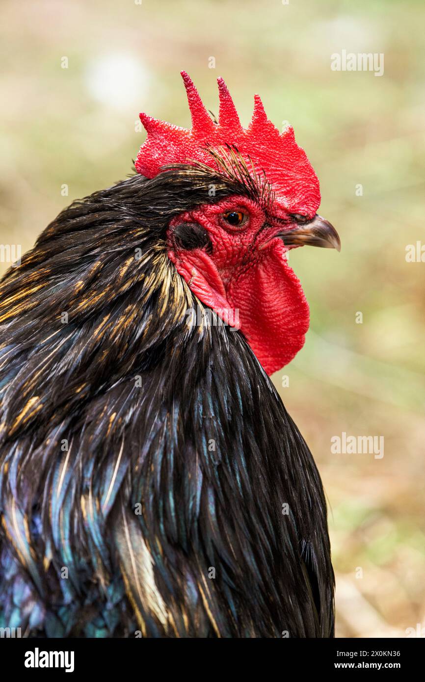 A domestic fowl (Gallus gallus domesticus) in an outdoor enclosure ...