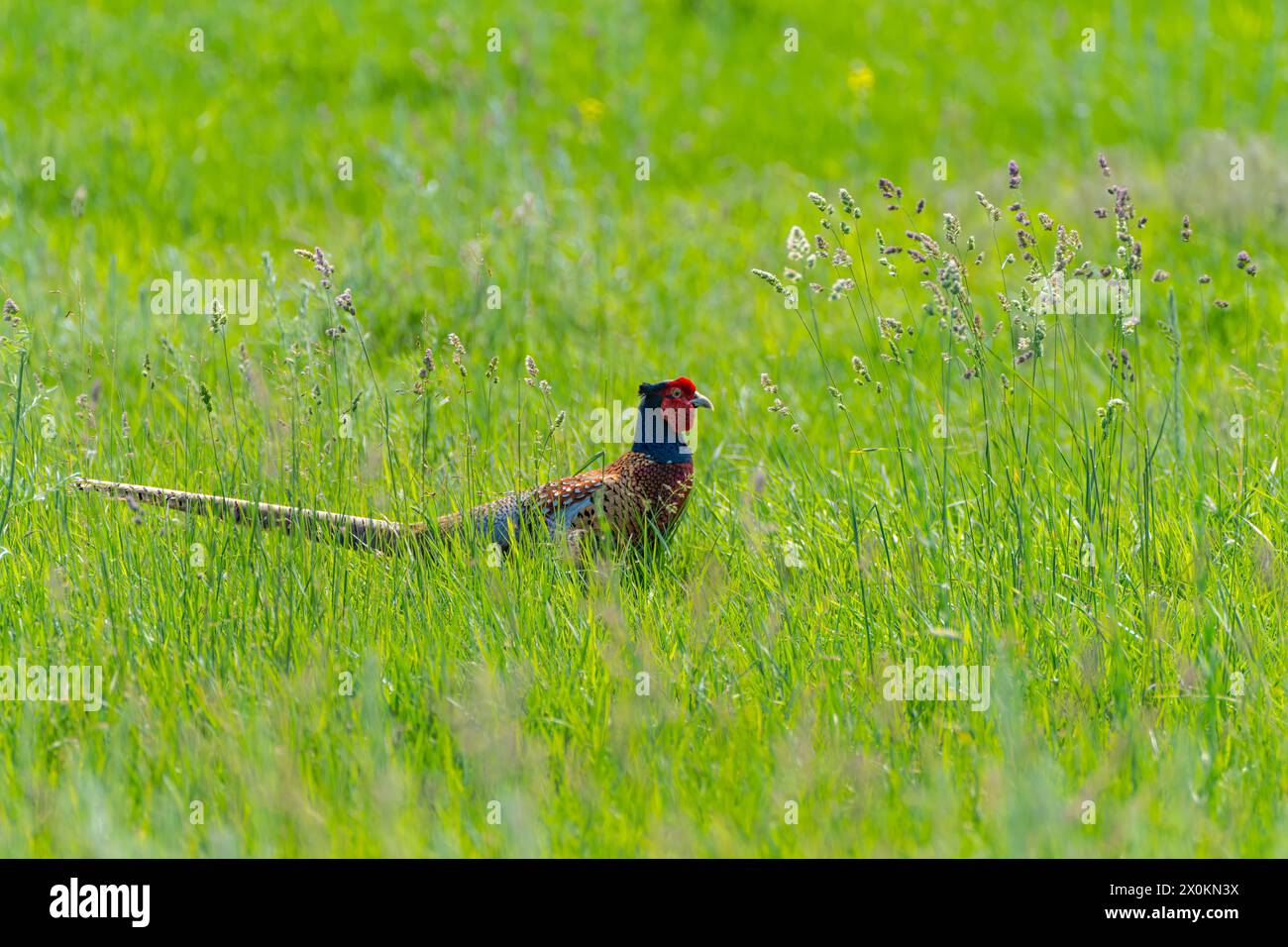 A Ringnecked pheasant, a member of the Phasianidae family, is foraging ...