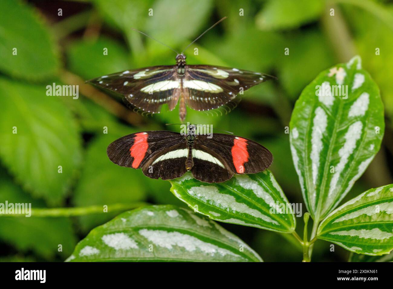 Heliconius butterflies hi-res stock photography and images - Alamy
