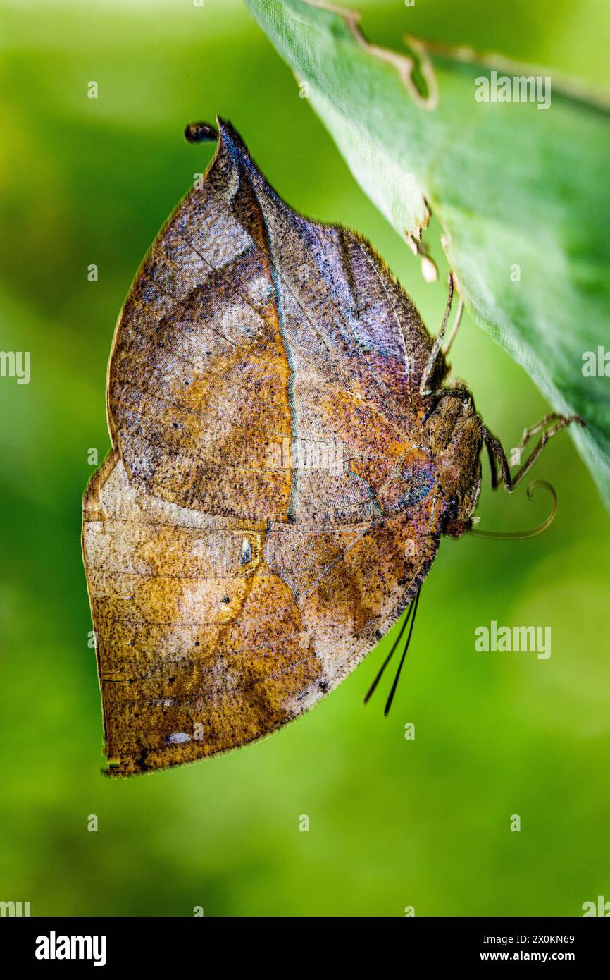 Indian butterfly hi-res stock photography and images - Alamy