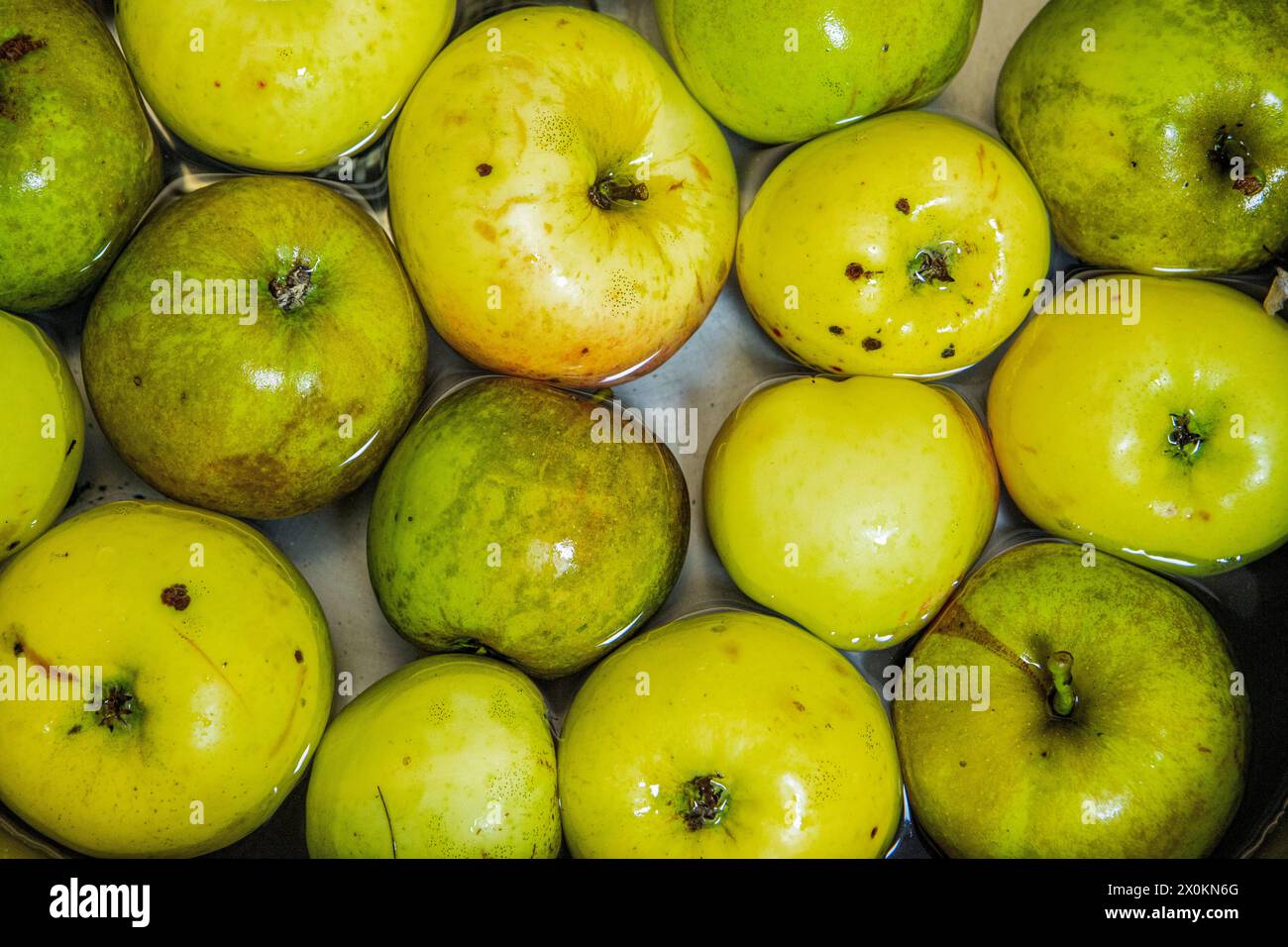 Fallen fruit, apples in water Stock Photo - Alamy
