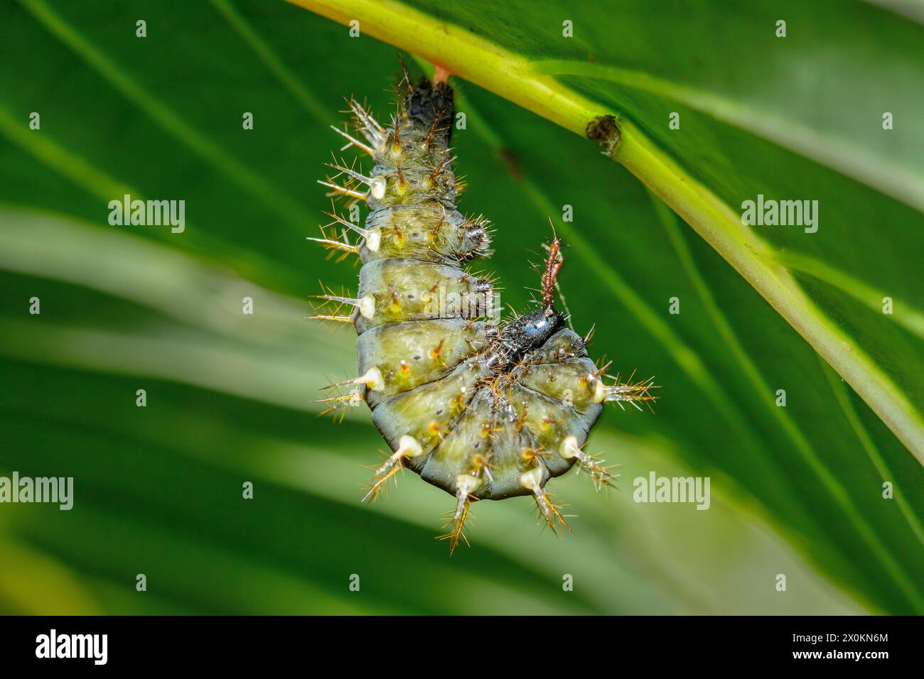 Butterfly caterpillar of the red postman (Heliconius erato) or small ...